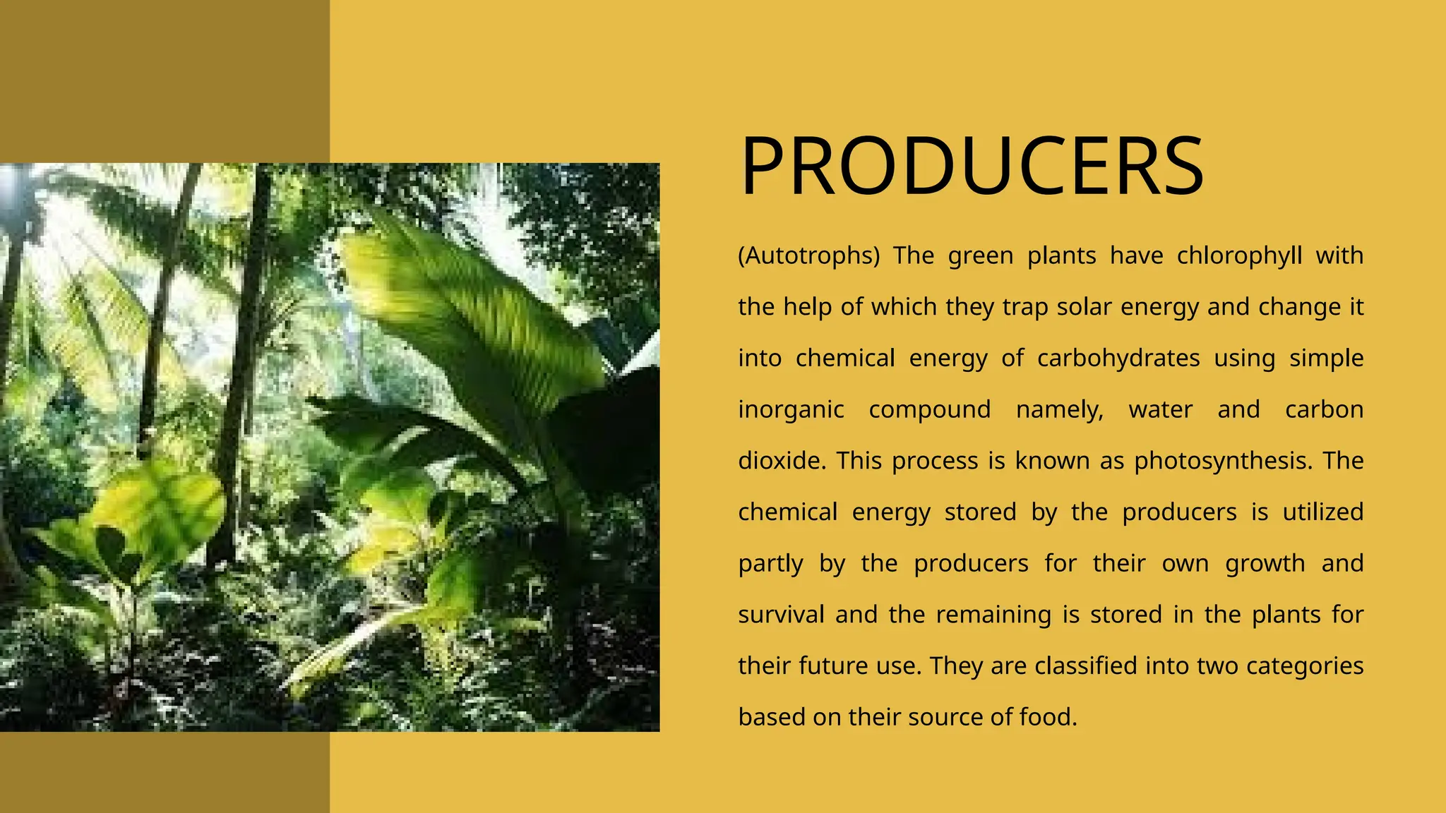 INTRODUCTION OF ECOSYSTEM (ENVIRONMENTAL SCIENCE).pptx