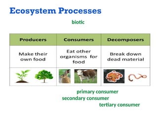 ecosystem.pptx ecosystem. ecosystem. ecosystem | PPTX