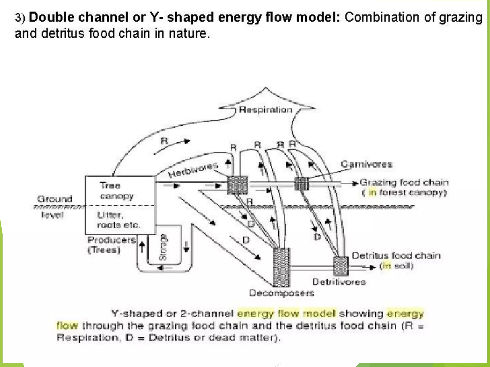 ecosystem -2 energyflow.pdf