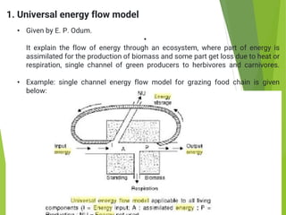 ecosystem -2 energyflow.pdf