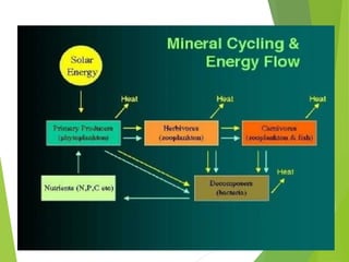 ecosystem -2 energyflow.pdf