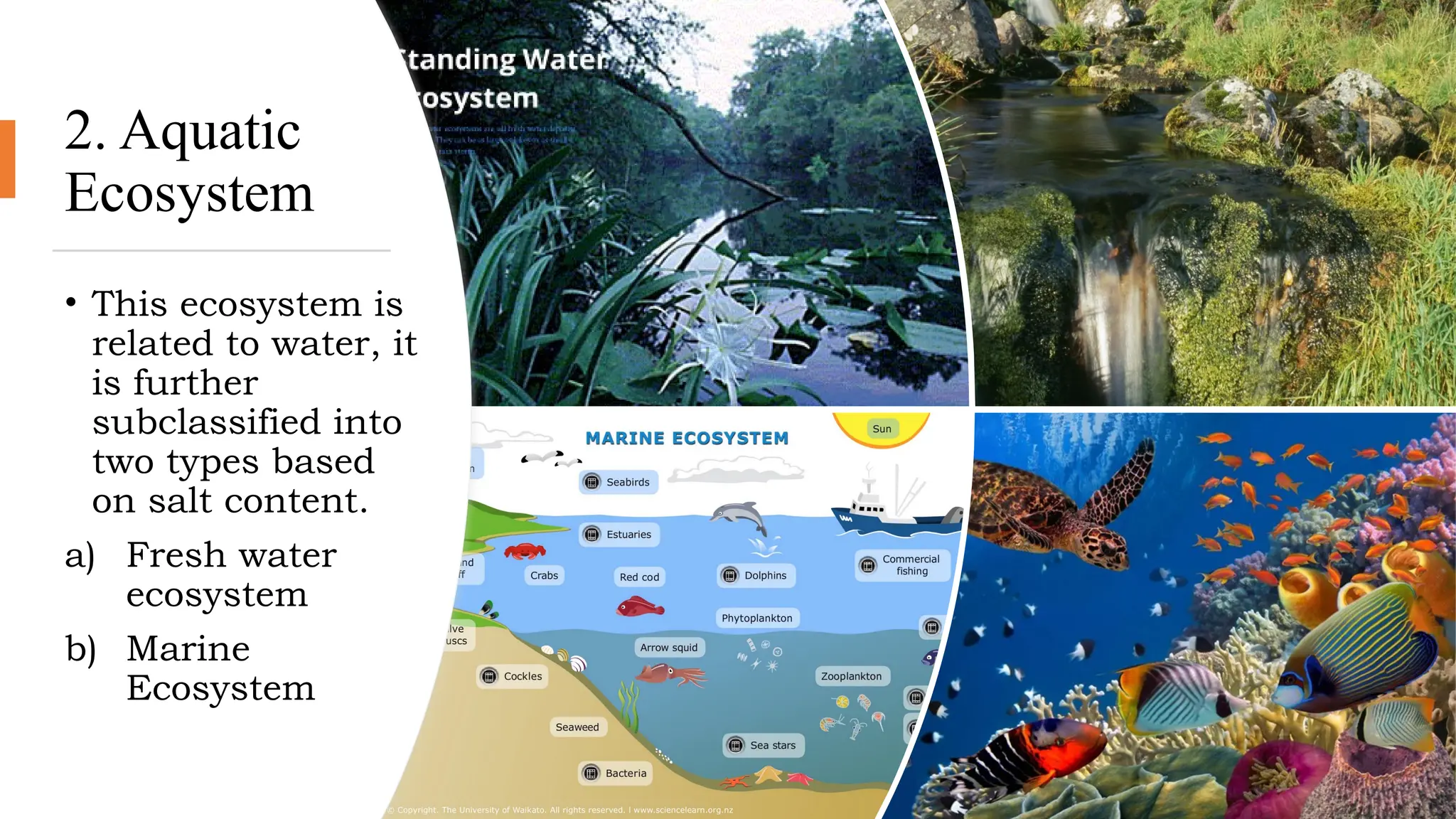 ECOSYSTEM-Group 4.pptx Ecosystem and it's structures | PPTX