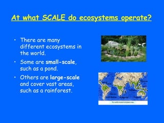 Ecosystem Introductory Presentation | PPT