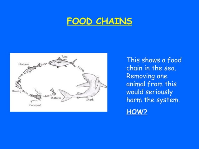 Ecosystem Introductory Presentation Ppt