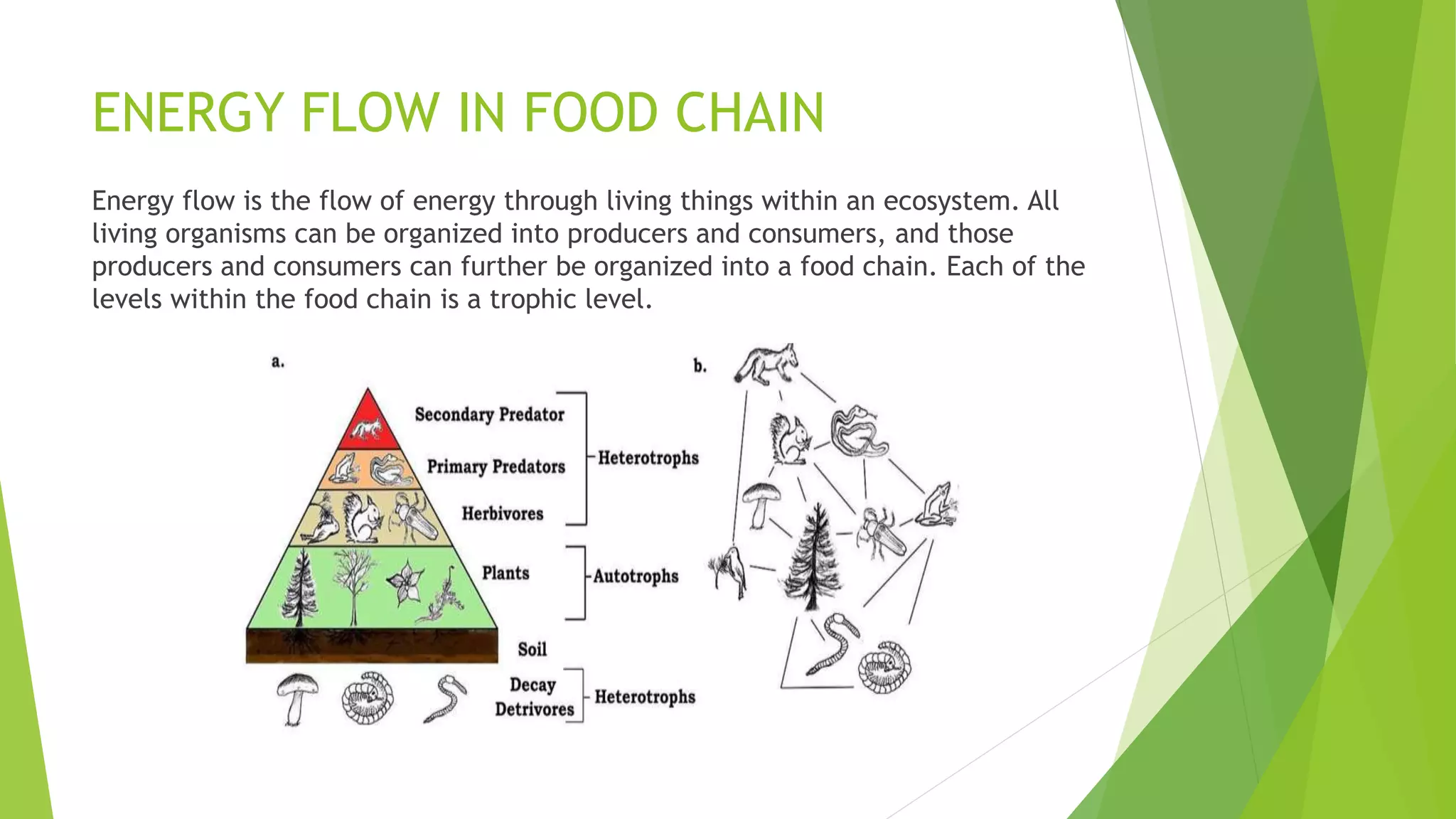 Ecosystem presentation- | PPTX
