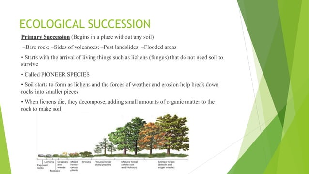 Ecosystem presentation- | PPT | Free Download