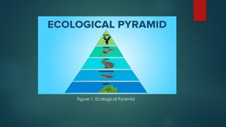 Ecosystem, energy transfer and environmental cycles and process | PPTX