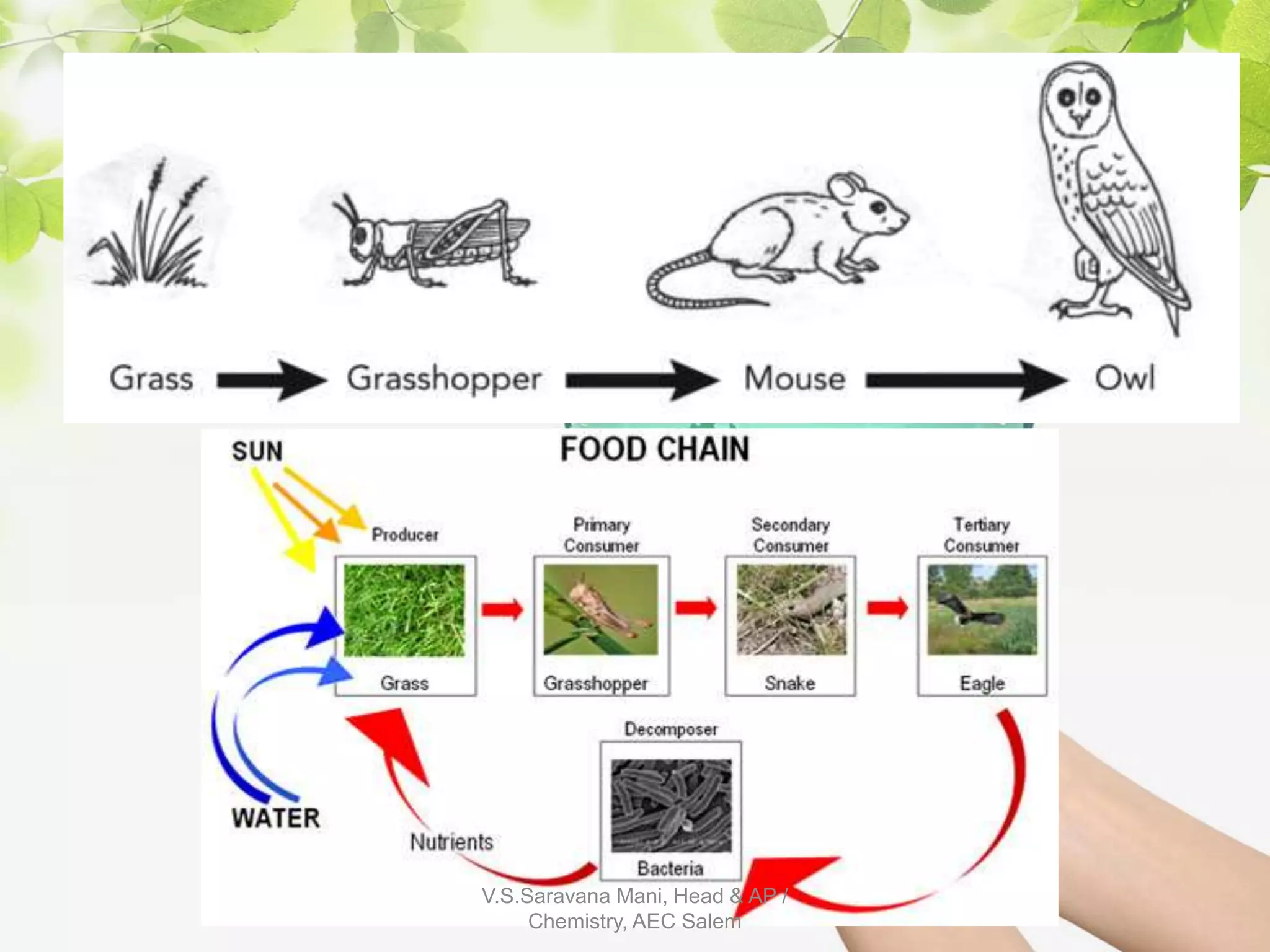 Ecosystem | PPSX | Geography | Science