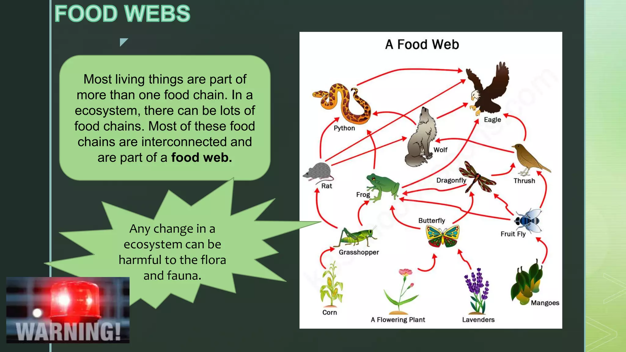 Ecosystem (2) | PPT