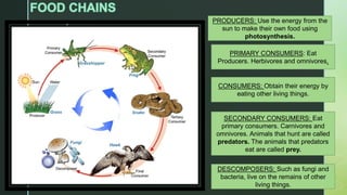 Ecosystem (2) | PPT