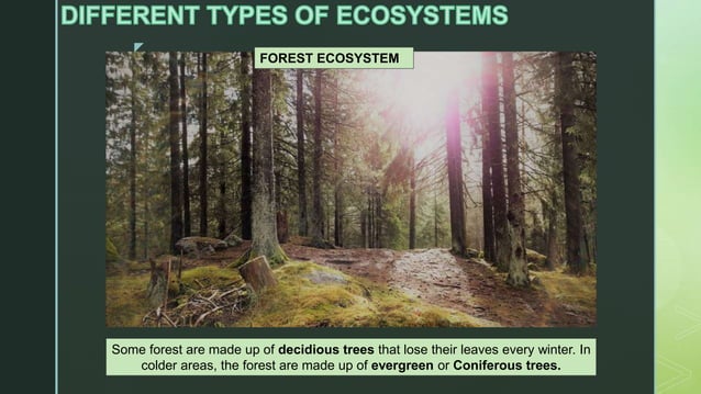 Ecosystem (2) | PPT