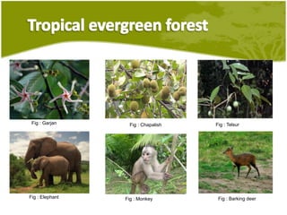 Ecosystem and biodiversity | PPT