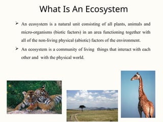Ecosystem and Community . | PPT