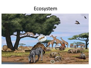 Ecosystem and environment | PPT