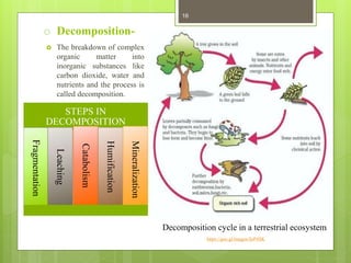 Ecosystem and environmental hazards | PPTX
