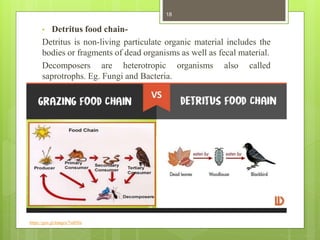 Ecosystem and environmental hazards | PPTX