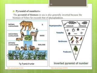 Ecosystem and environmental hazards | PPTX