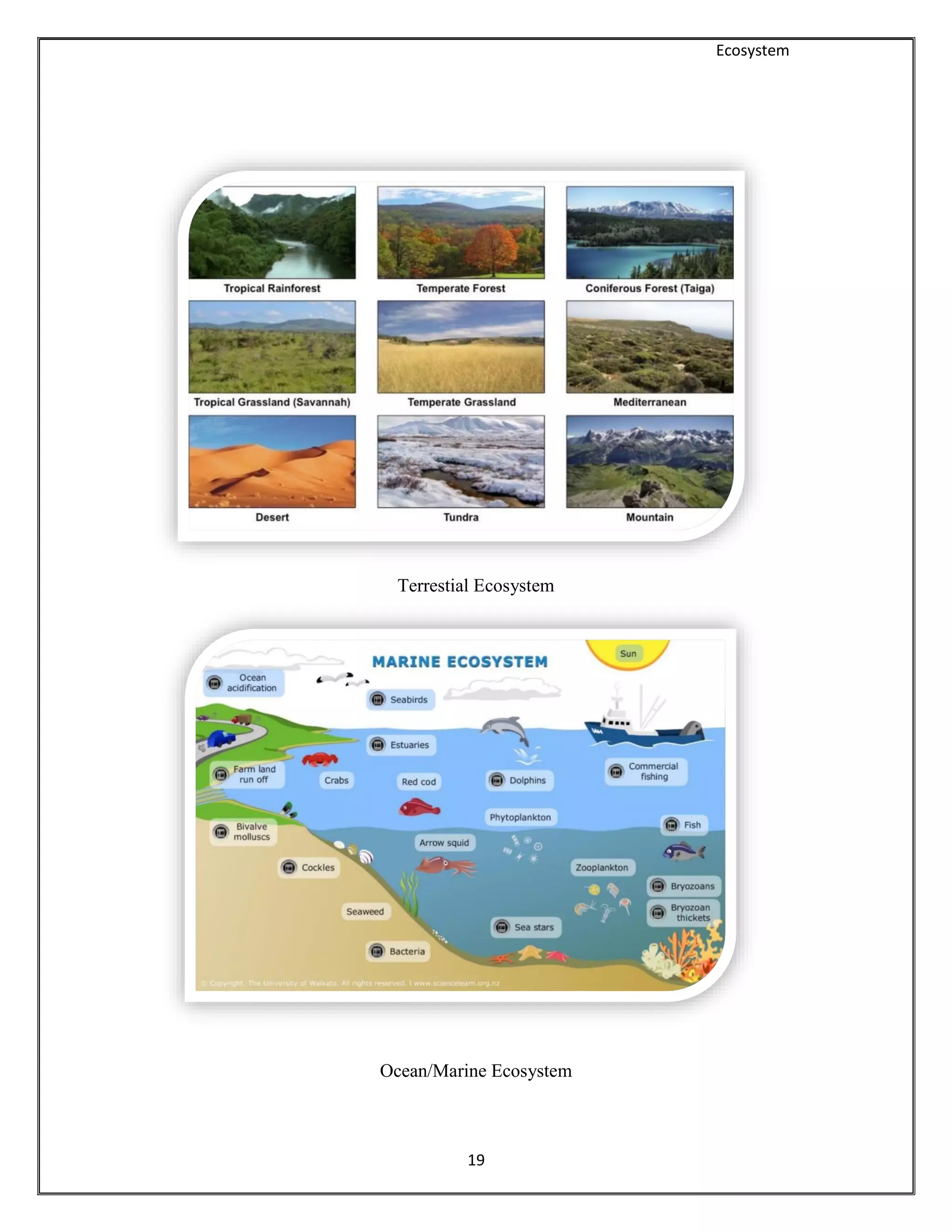 Ecosystem and its function | PDF