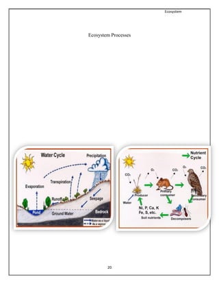 Ecosystem and its function | PDF