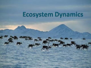 Ecosystem and Population Dynamics | PPT