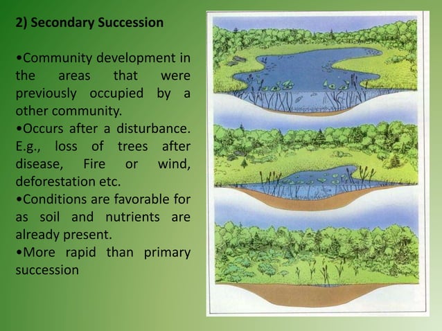 Ecosystem and Ecological succession | PPTX | Geology | Science