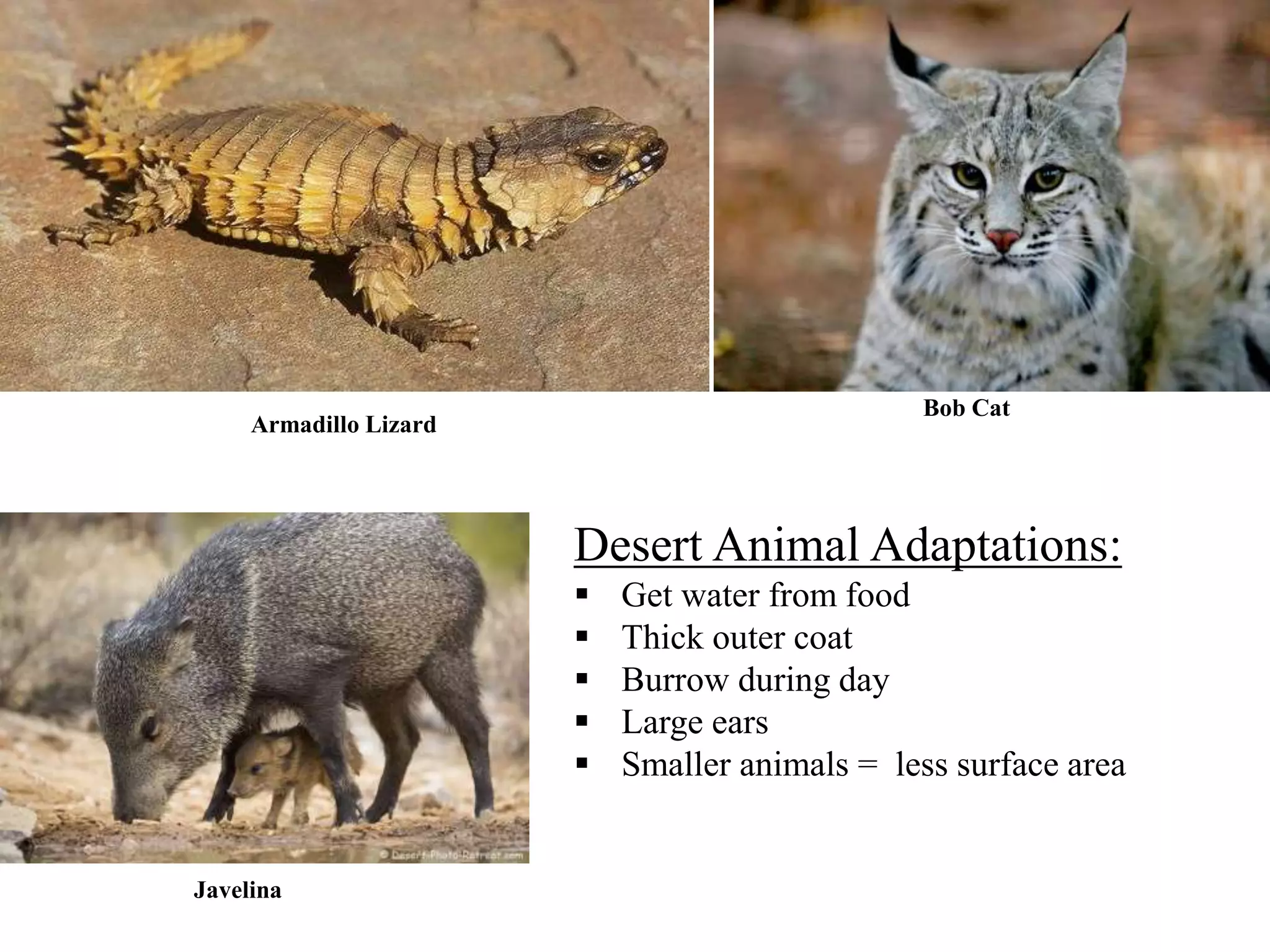 Ecosystem characetrs | PPTX