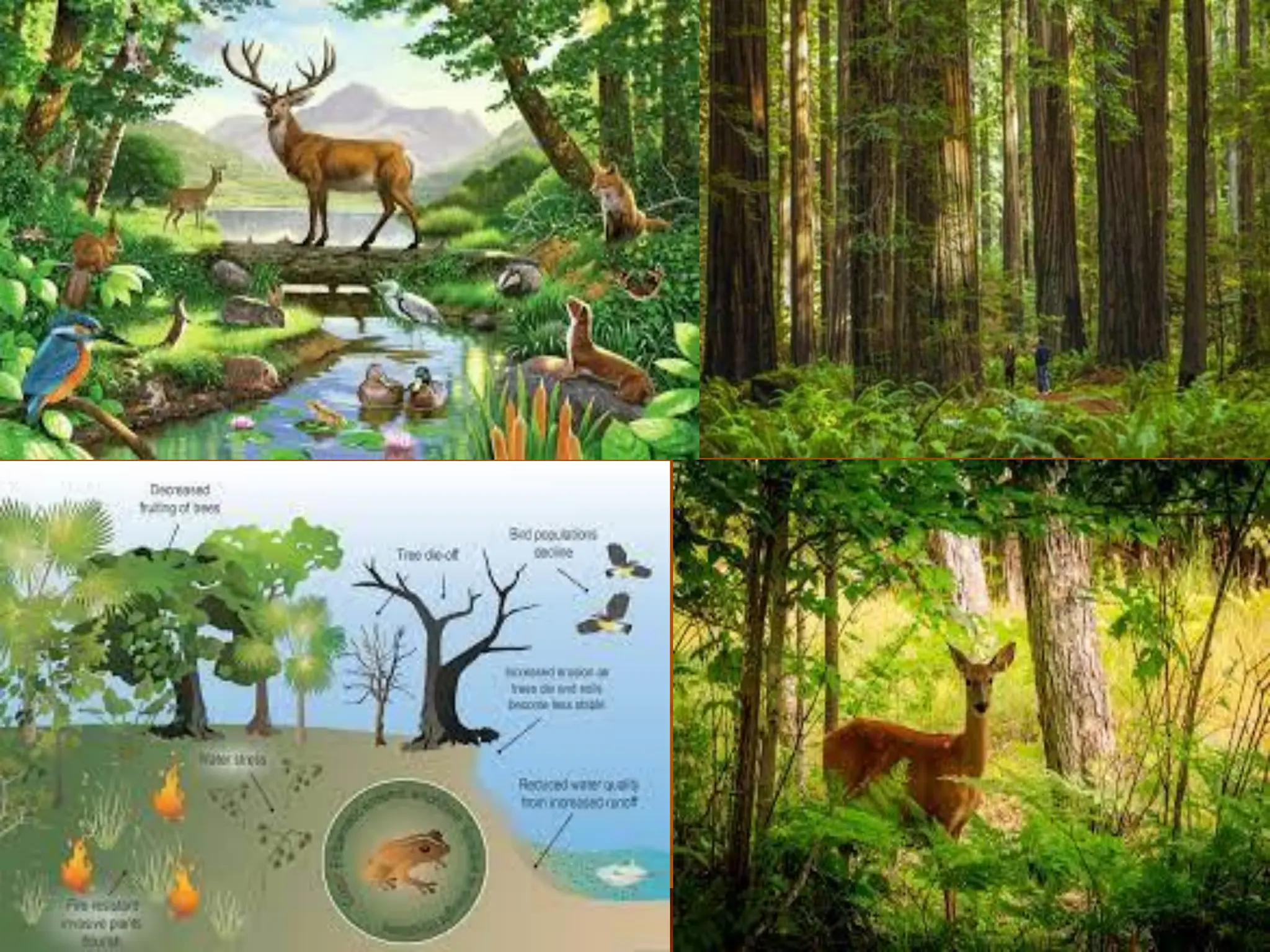 ECOSYSTEM Classification Structure & Functioning (1).pdf