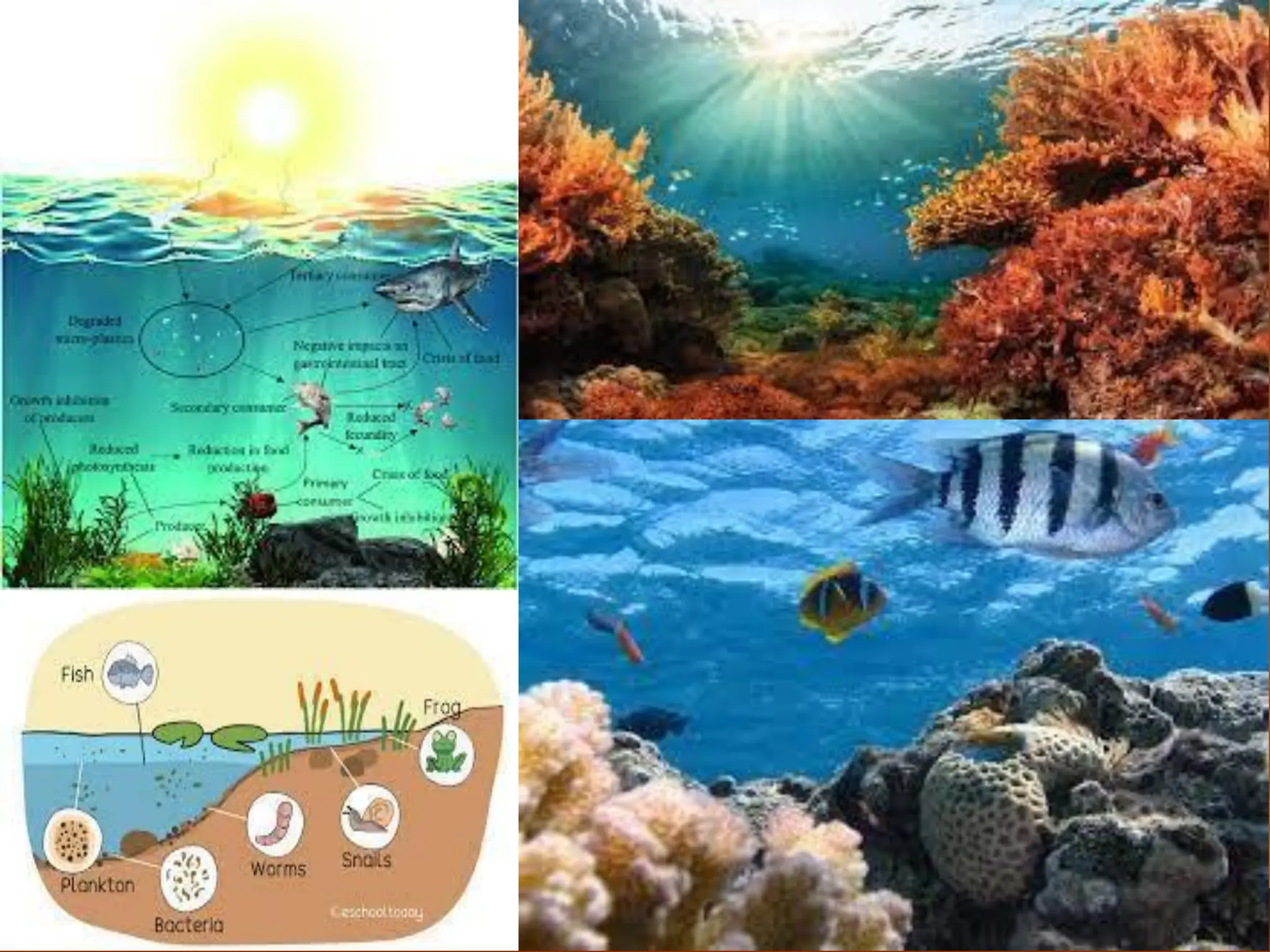 ECOSYSTEM Classification Structure & Functioning (1).pdf