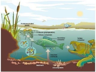 ECOSYSTEM Classification Structure & Functioning (1).pdf