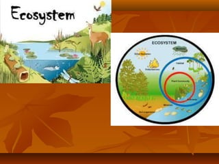 ECOSYSTEM Classification Structure & Functioning (1).pdf