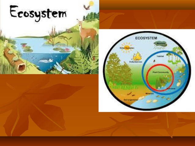 ECOSYSTEM Classification Structure & Functioning (1).pdf
