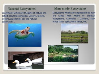 ecosystem concept AND FOOD CHAIN PPT.pptx