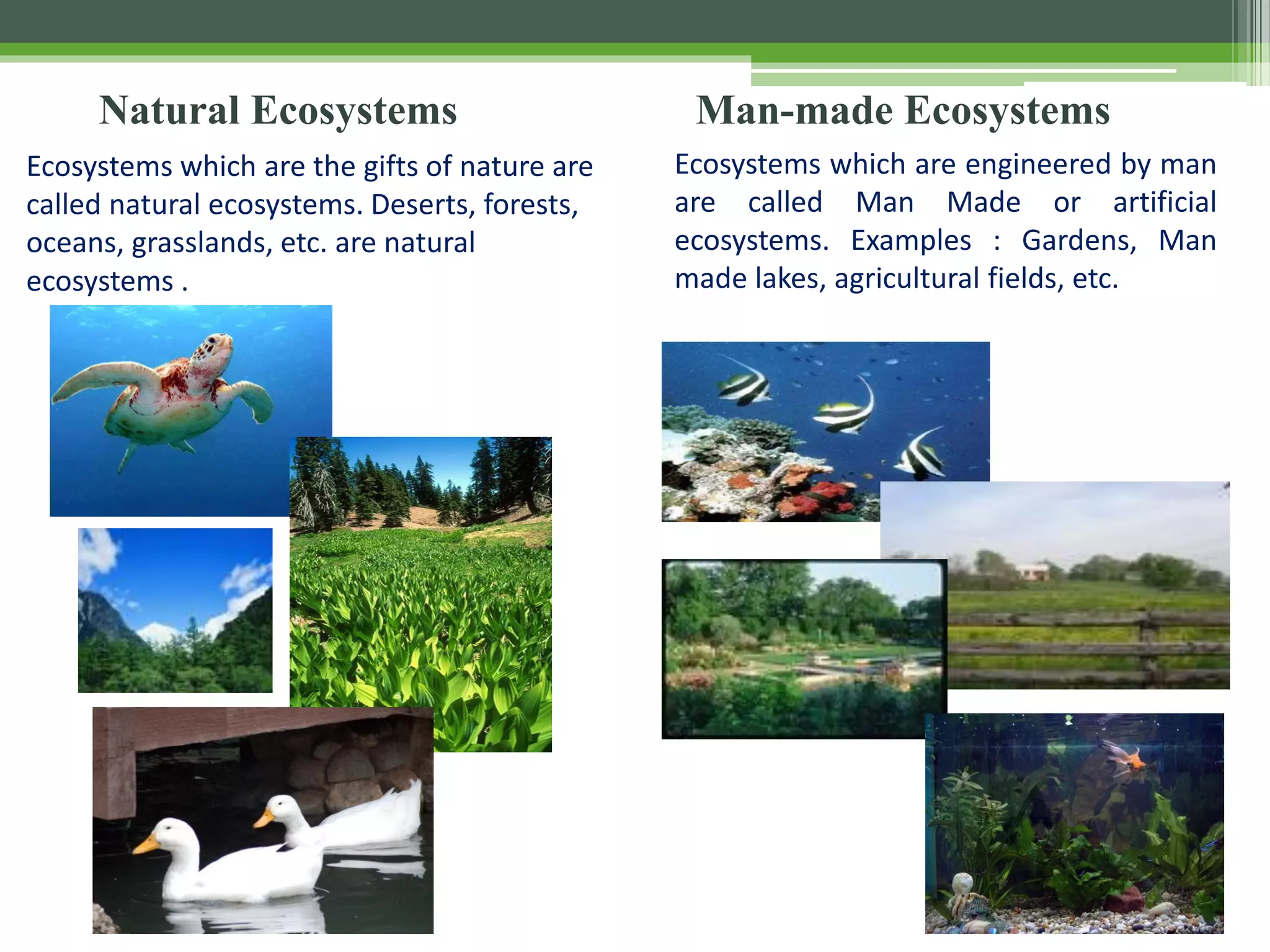 Ecosystem concept and types | PDF