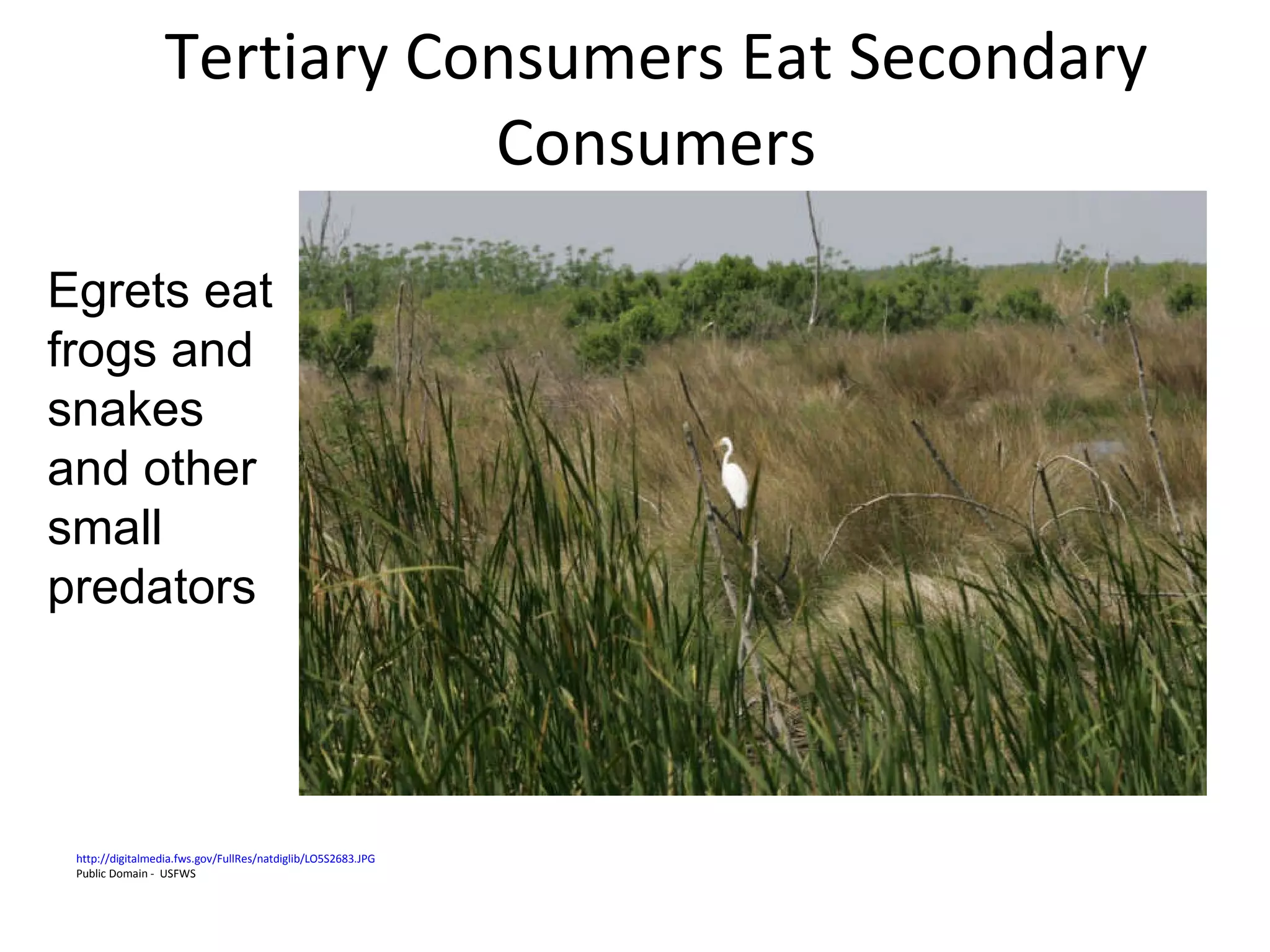 Ecosystem dynamics | PPT