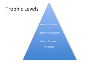 Ecosystem dynamics | PPT