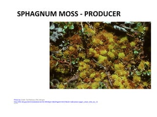 Ecosystem dynamics | PPT