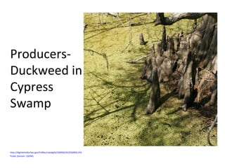 Ecosystem dynamics | PPT