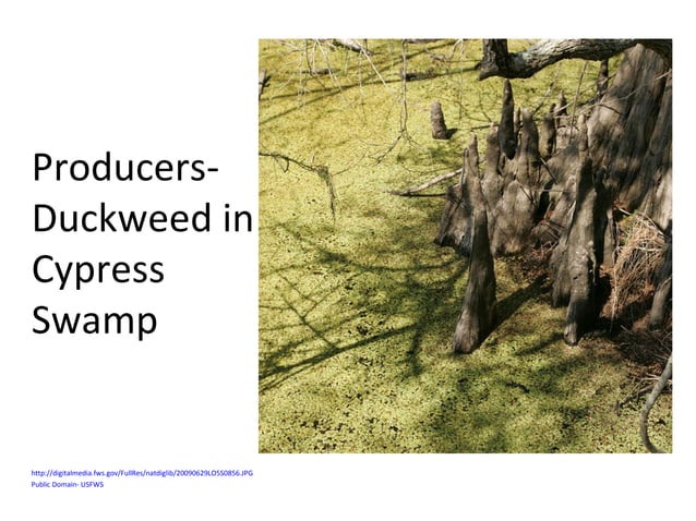 Ecosystem dynamics | PPT