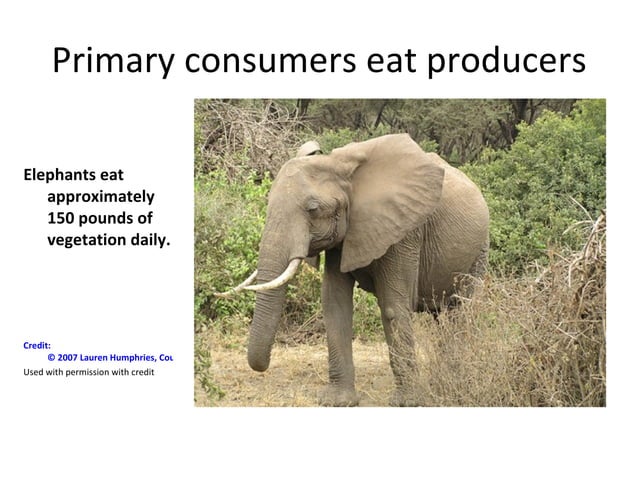 Ecosystem dynamics | PPT