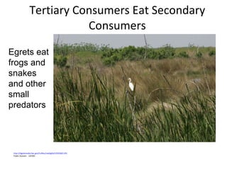 Ecosystem dynamics | PPT