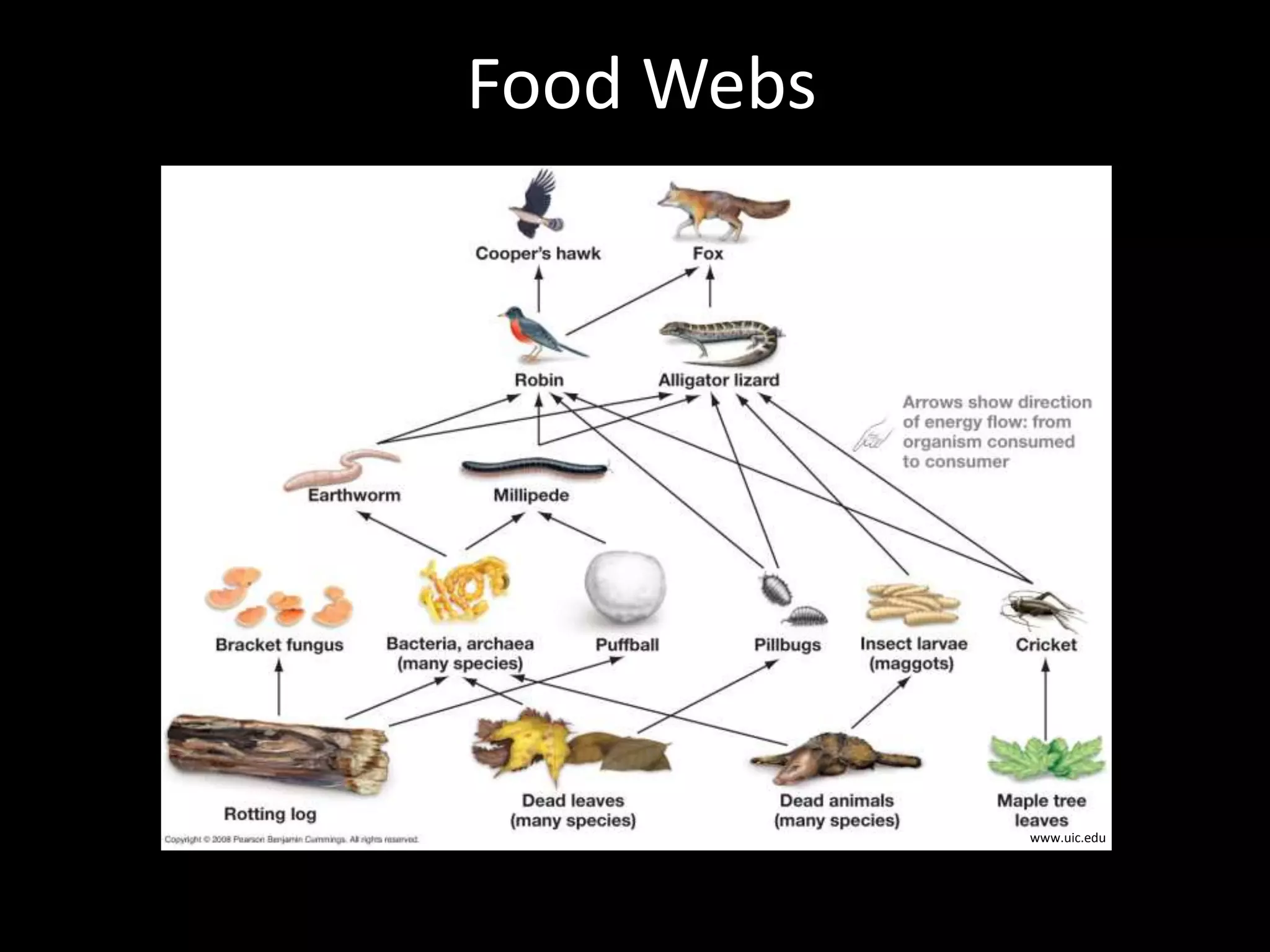 Ecosystem Dynamics | PPTX