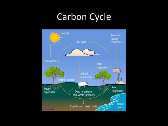 Ecosystem Dynamics | PPTX | Geography | Science
