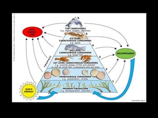 Ecosystem Dynamics | PPTX