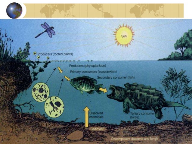 Ecosystem ecology of environment | PPT