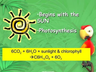 Ecosystem Energy Flow Powerpoint Presentation | PPT