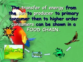 Ecosystem Energy Flow Powerpoint Presentation | PPT