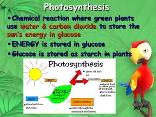 Ecosystem Energy Flow Powerpoint Presentation | PPT