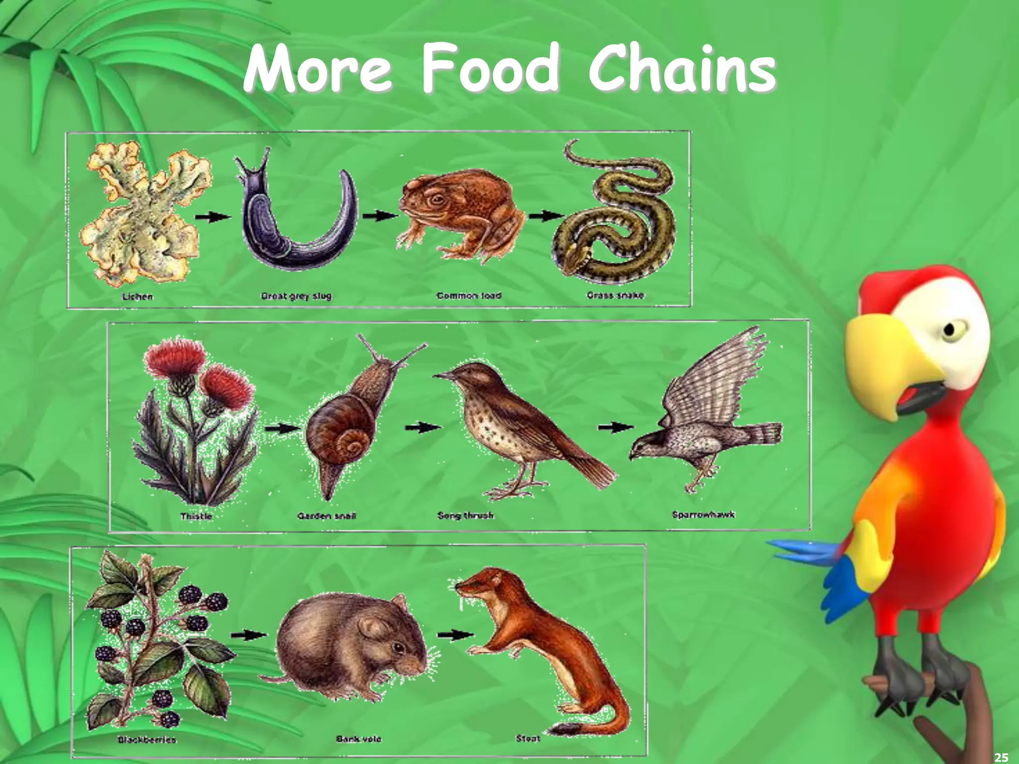 EcosystemEnergyFlow_FOOD CHAIN AND ENERGY TRANSFER.ppt