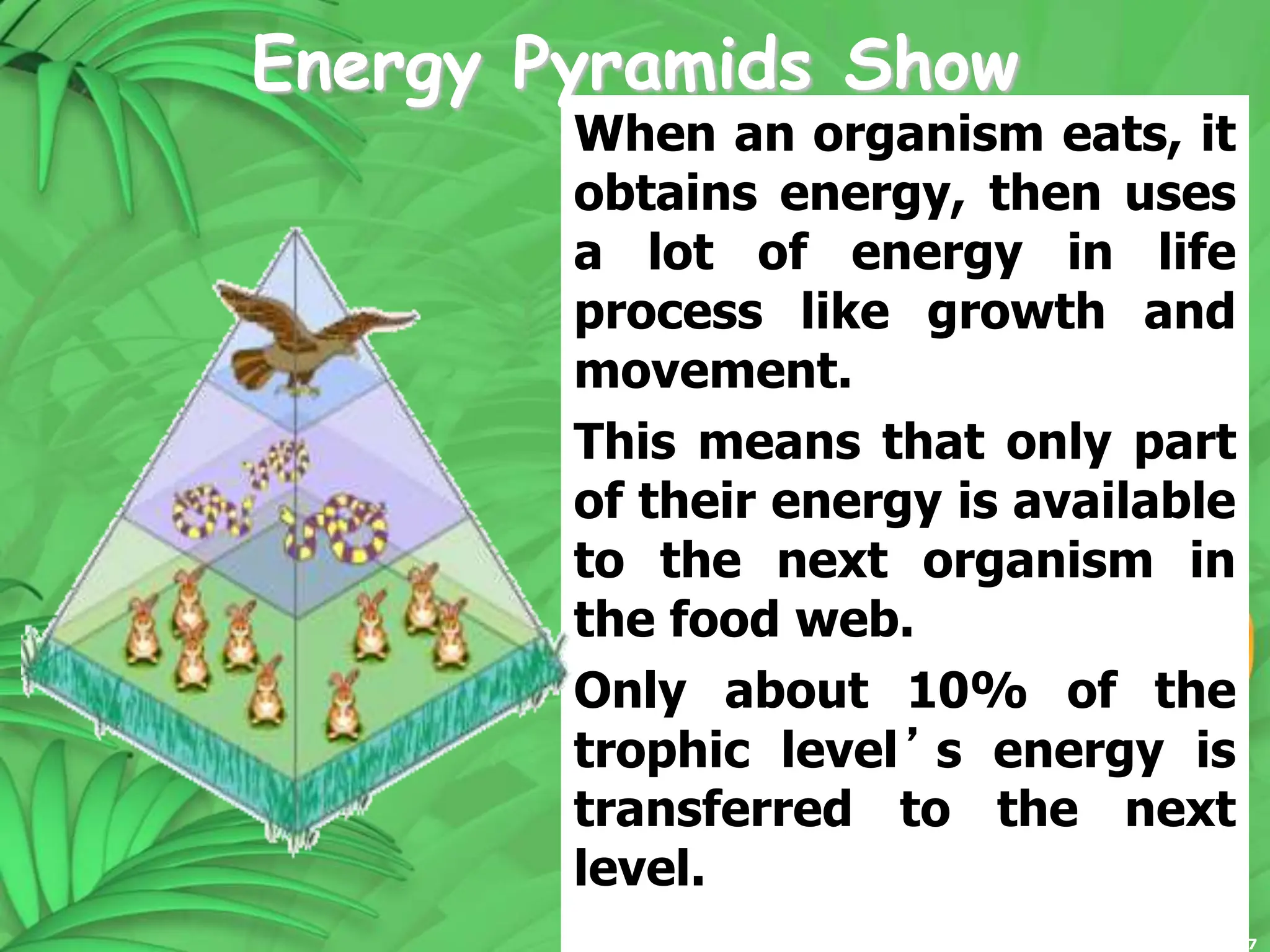 EcosystemEnergyFlow_FOOD CHAIN AND ENERGY TRANSFER.ppt