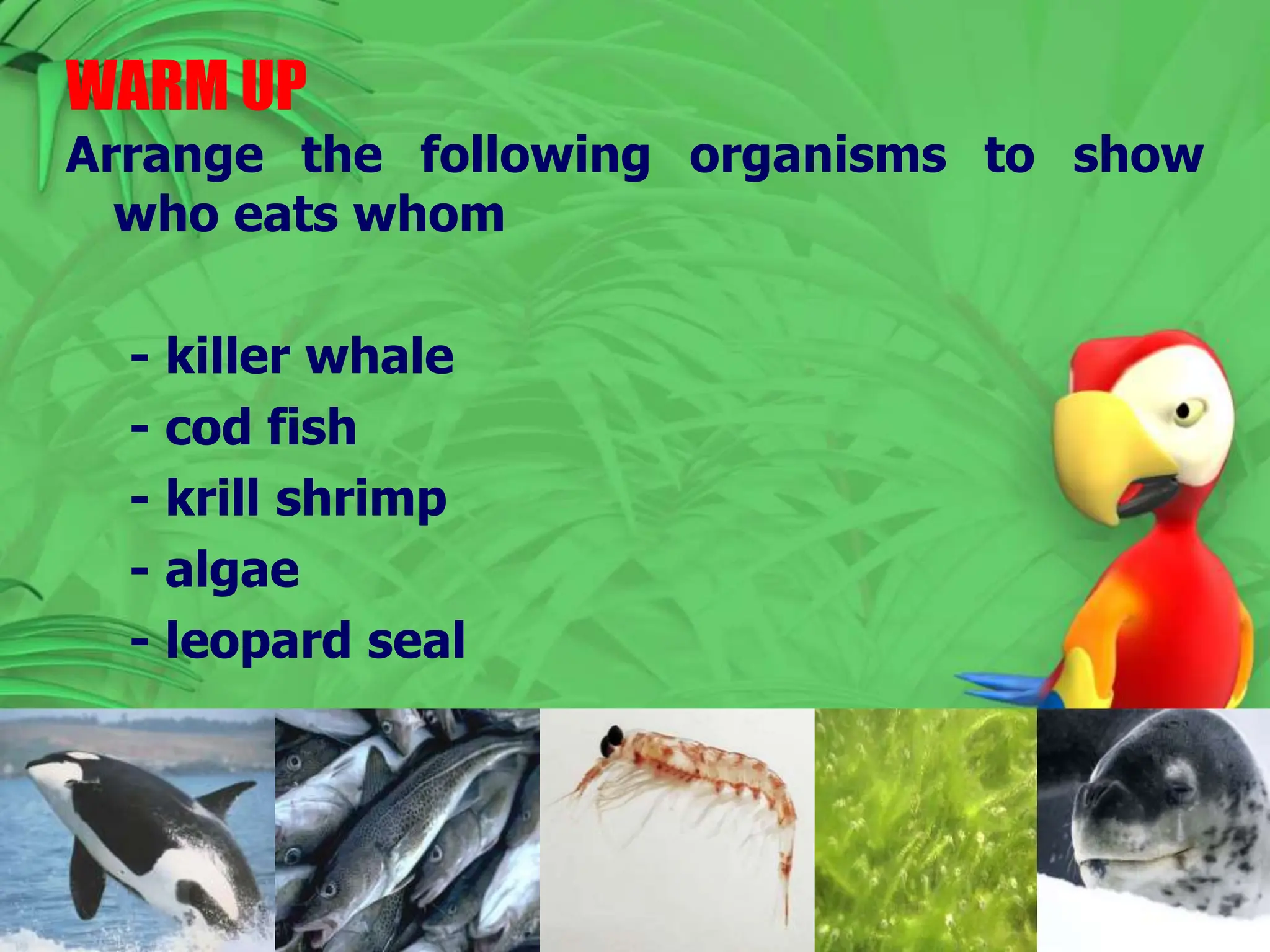 EcosystemEnergyFlow_FOOD CHAIN AND ENERGY TRANSFER.ppt